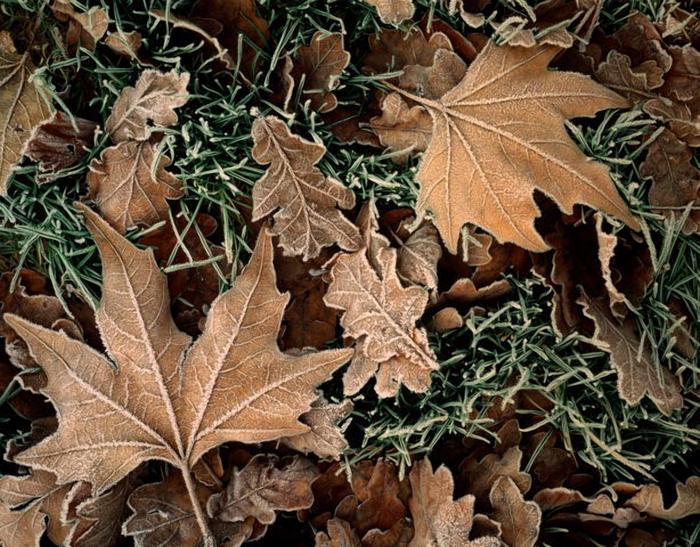 Autumn Backgrounds for Photoshop, free download