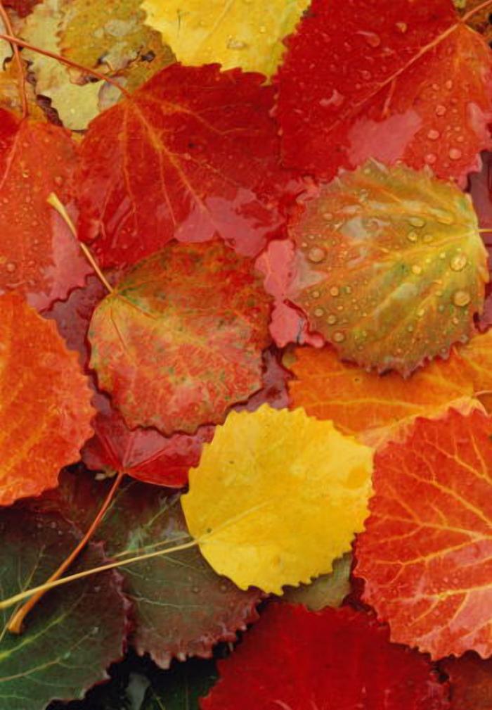 Autumn Backgrounds for Photoshop, free download