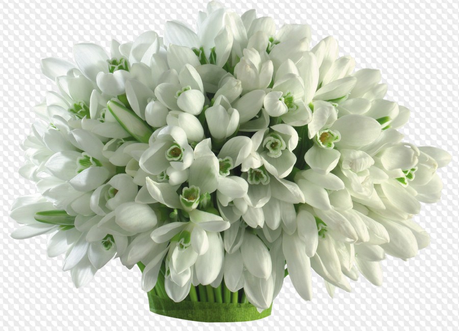 12 PNG, Snowdrops, Snowdrops in basket, images with transparent background