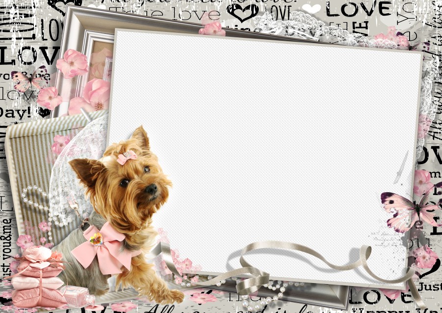 Photo frame with Yorkshire Terrier dog