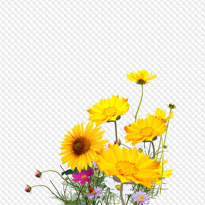 Flowers PNG, Overlays with flowers PNG