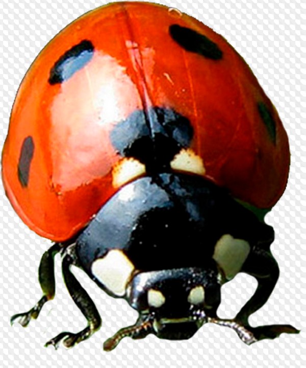 Ladybug PNG, PSD