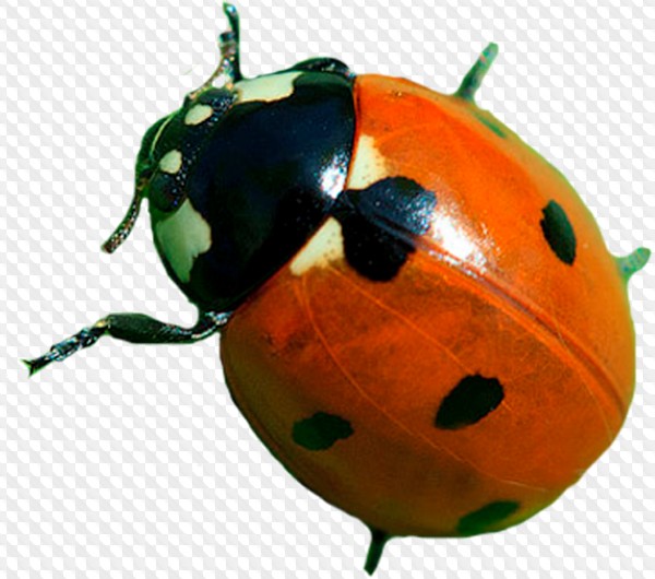 Ladybug PNG, PSD