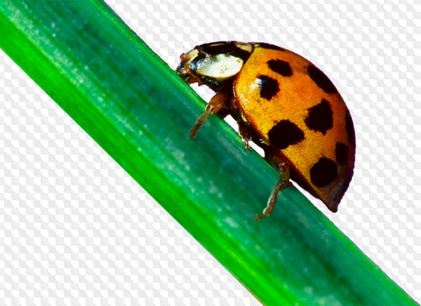 Ladybug PNG, PSD