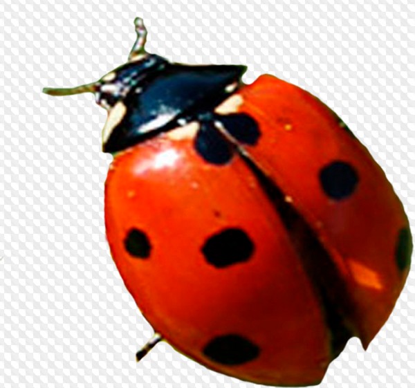 Ladybug PNG, PSD