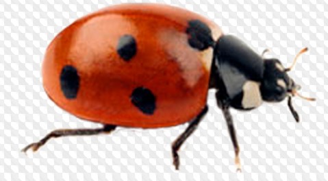 Ladybug PNG, PSD