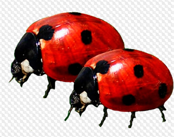 Ladybug PNG, PSD