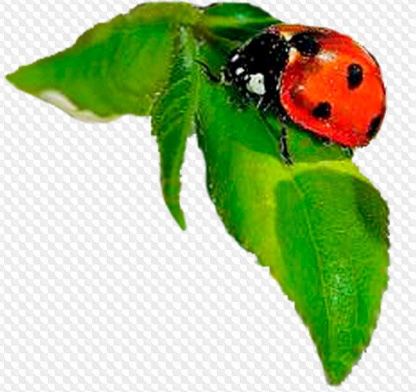Ladybug PNG, PSD