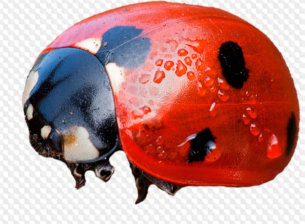 Ladybug PNG, PSD