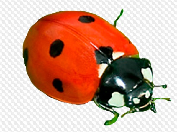 Ladybug PNG, PSD