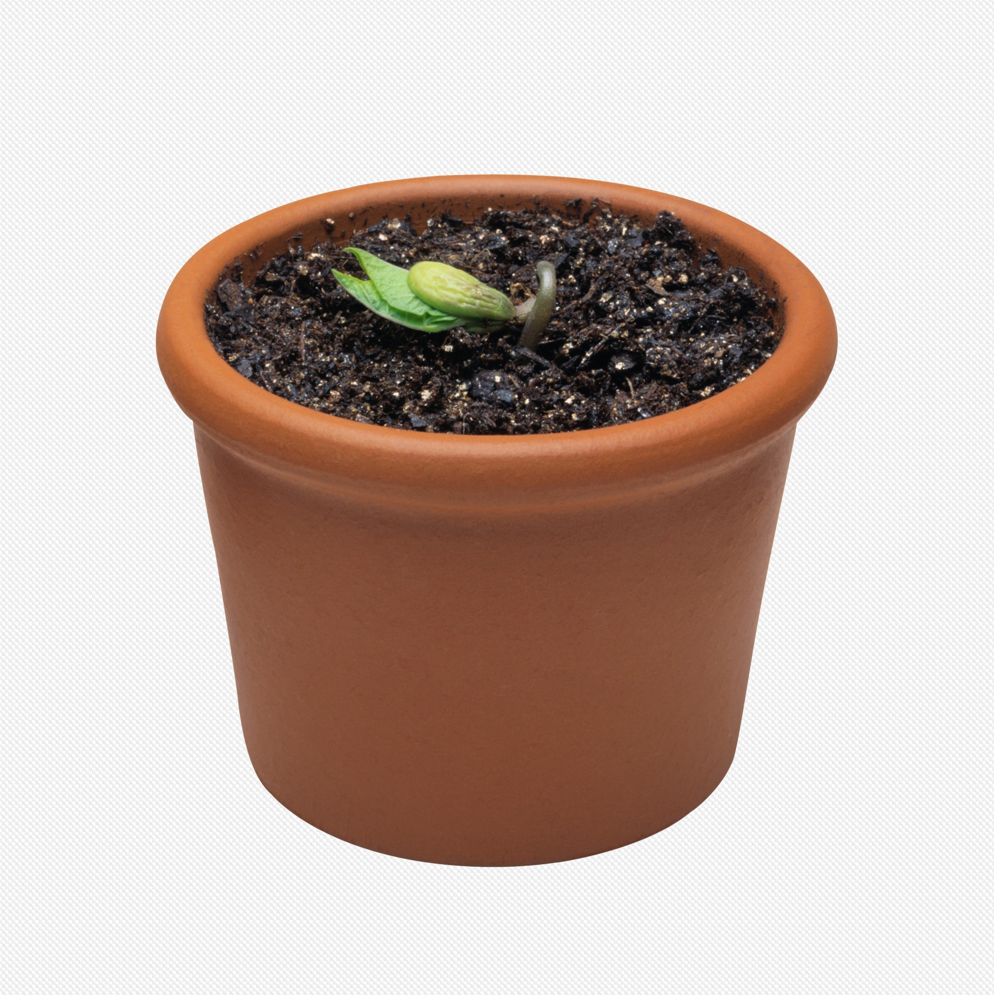 Arena PNG, cactus en la arena, brote PNG, brote en el suelo, brotes en ...