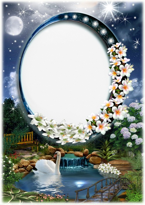 White swan on a night pond, photo frame