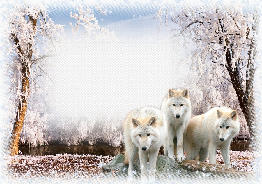 Frame for Photoshop - Winter Nature and wolves
