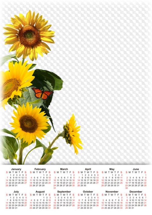 Sunflowers calendar PNG, PSD, 2024