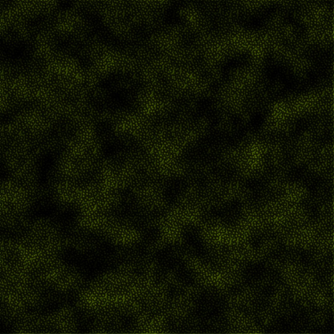 Snake Color Textures