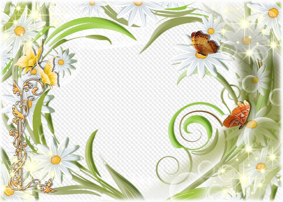 Beautiful wide summer photo frame with daisies and butterflies