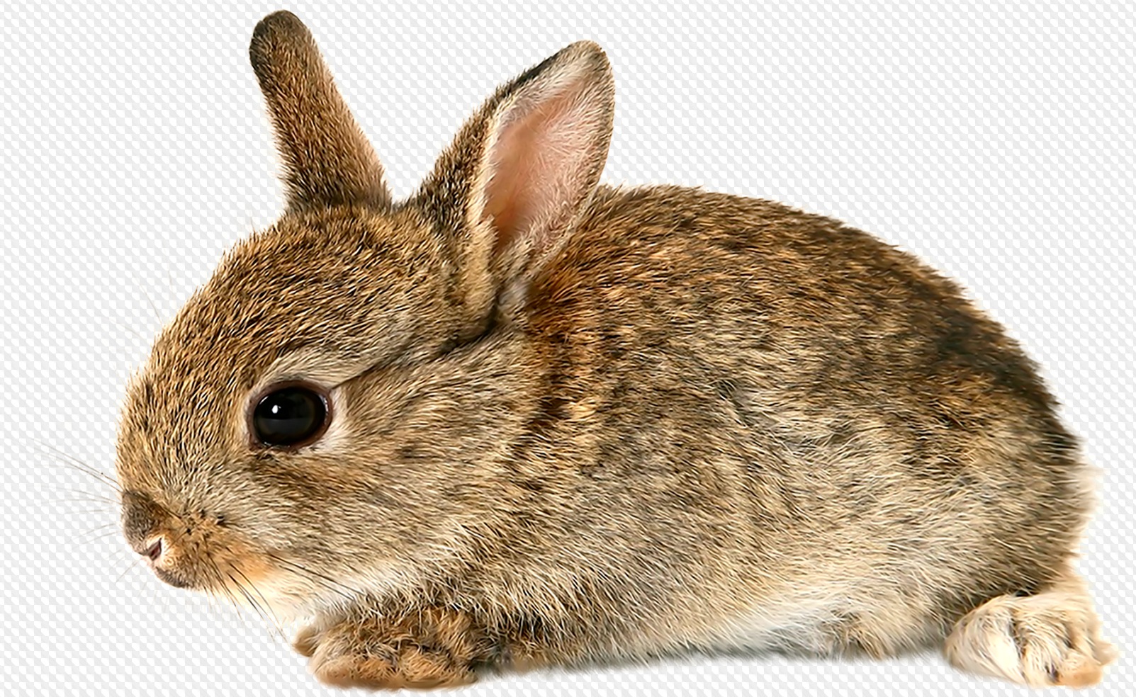 Rabbit on transparent background