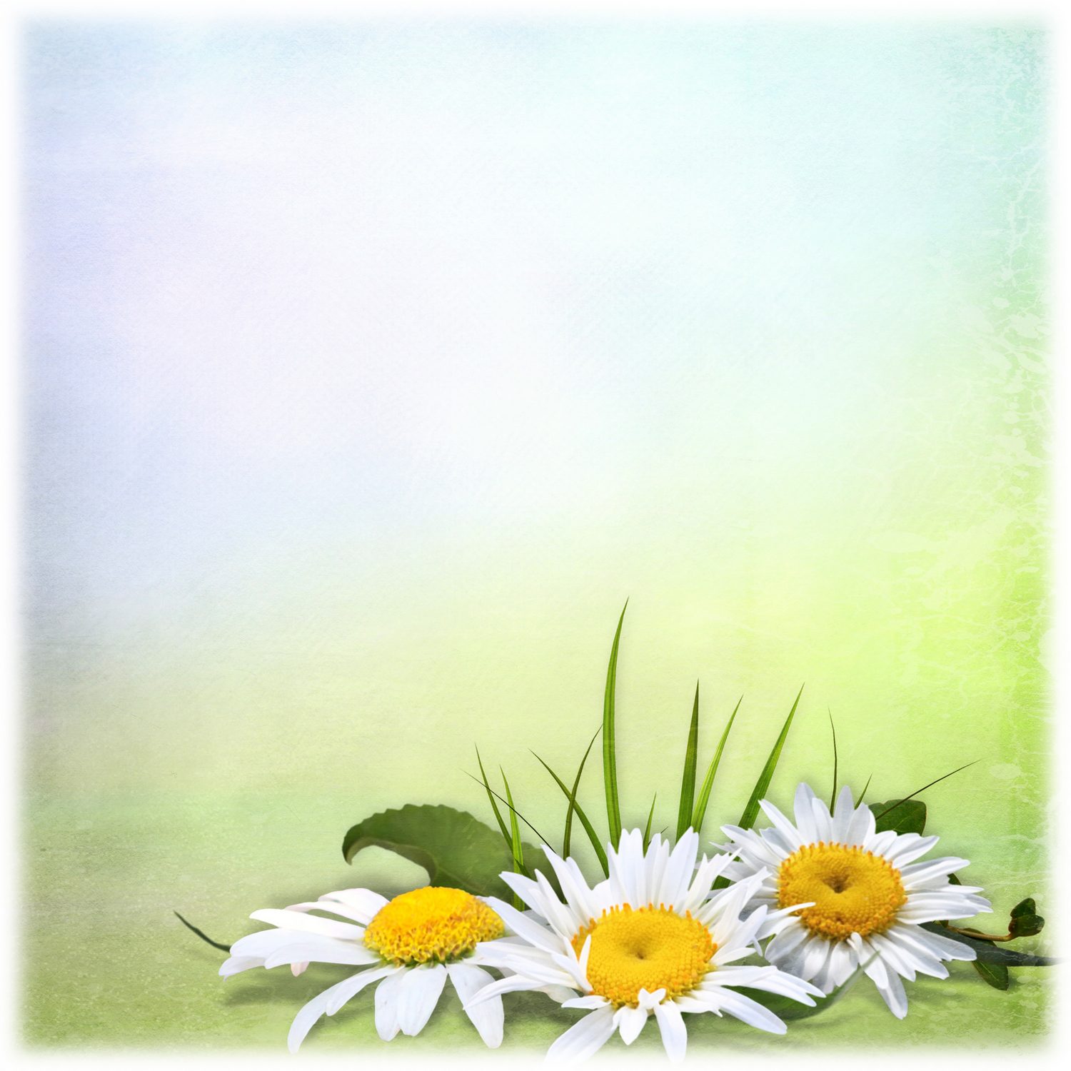 Meadow with flowers backgrounds for photoshop