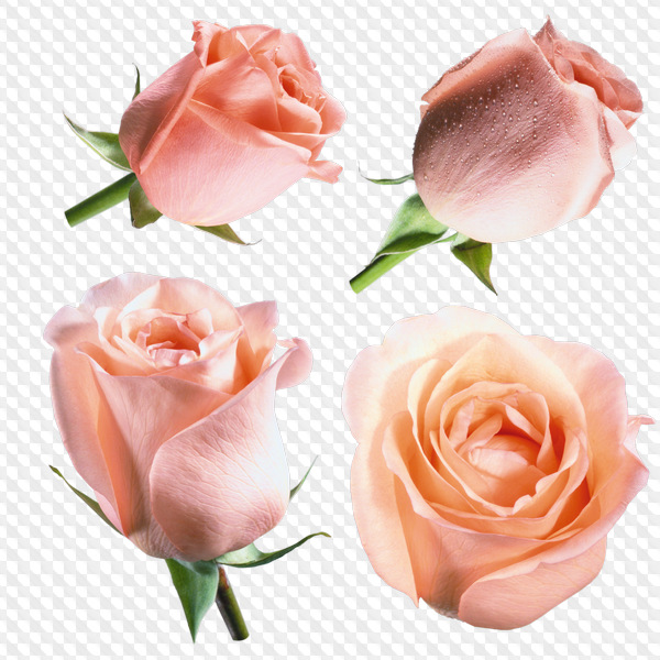 Pink roses PNG, rose bouquets, rose bushes, roses individually and in a ...