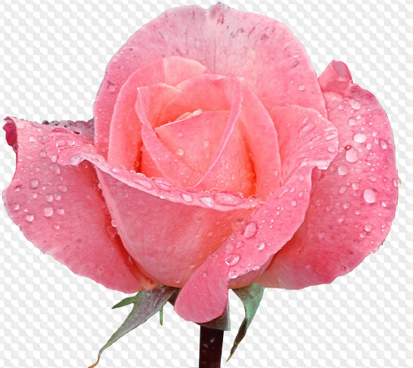 Pink roses PNG, rose bouquets, rose bushes, roses individually and in a ...