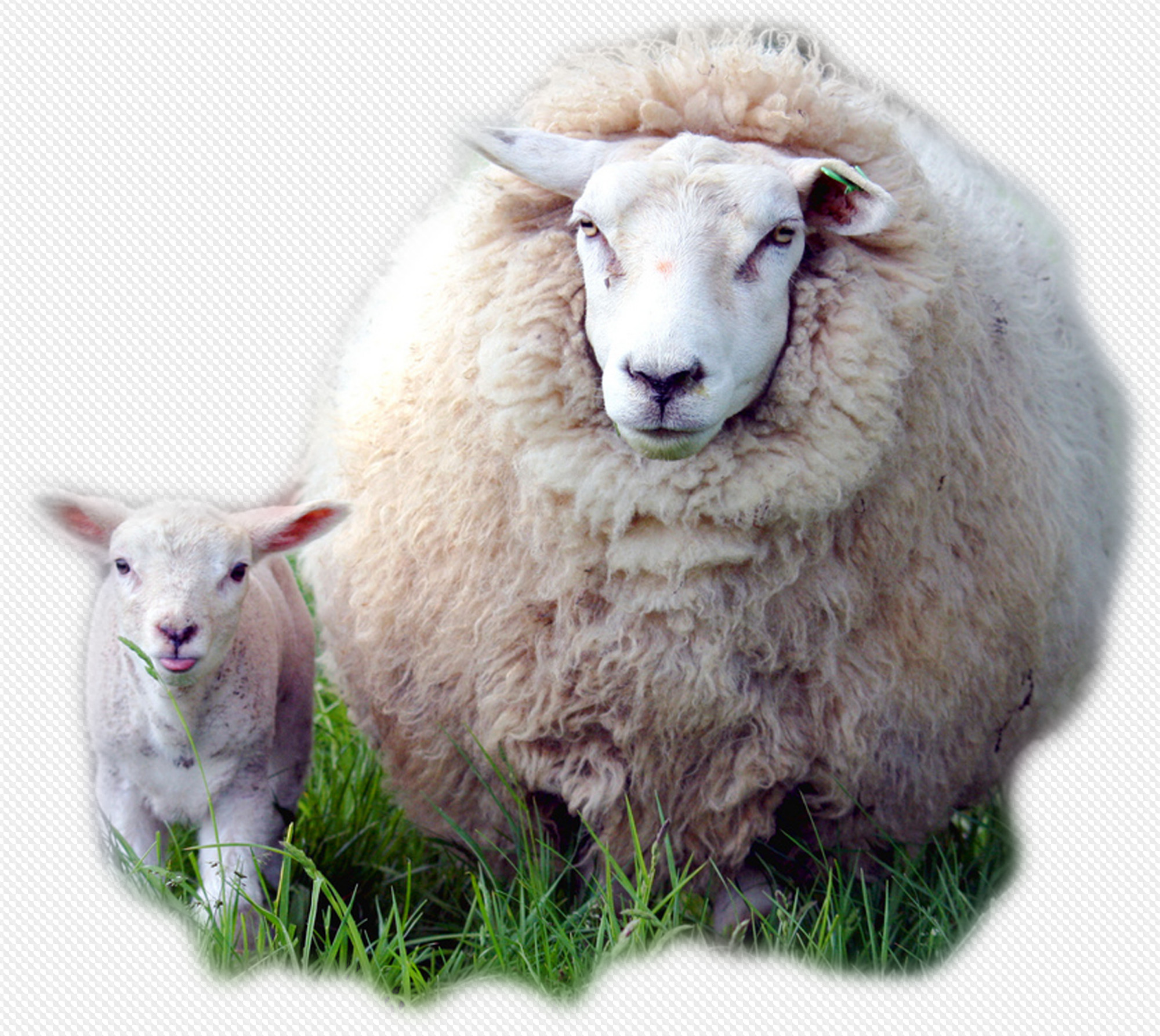 Sheep PNG soft toys. Sheep in PSD multilayered.