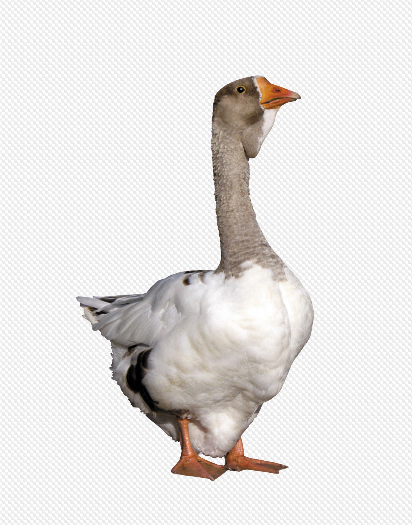 Geese PNG