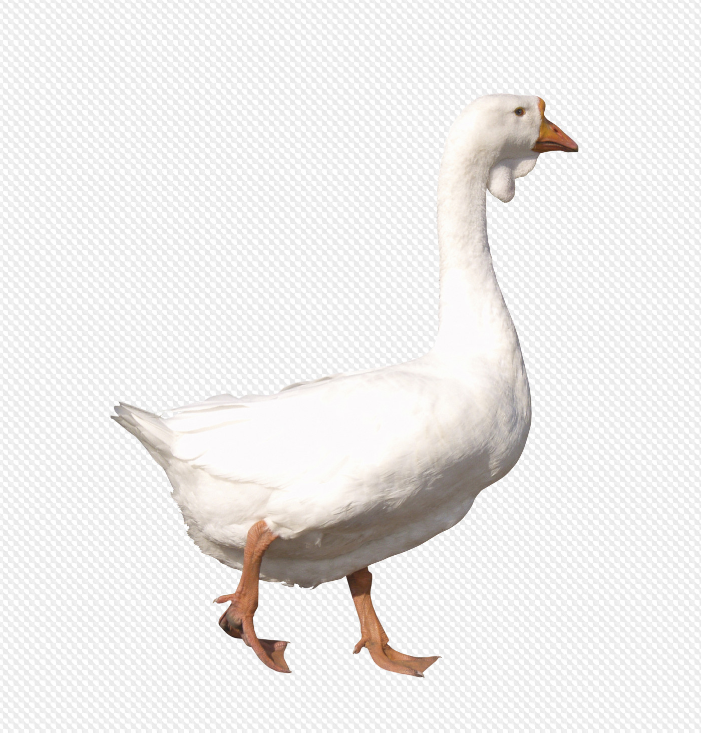 Geese PNG