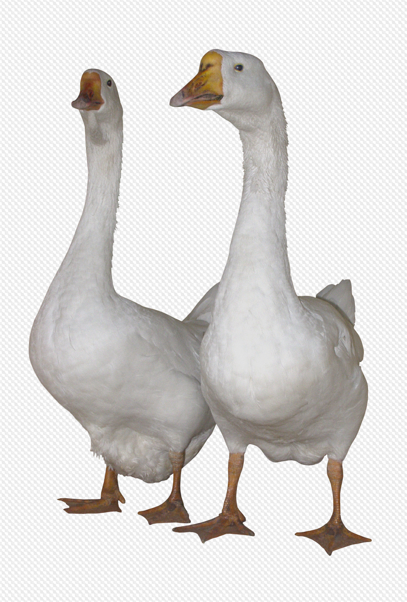 Geese PNG
