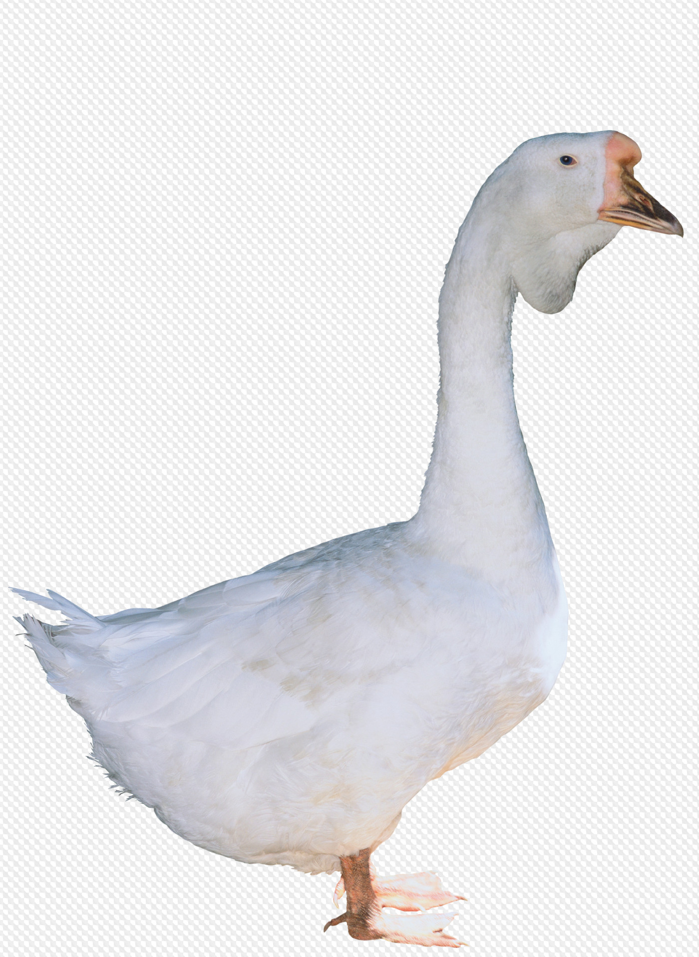 Geese PNG