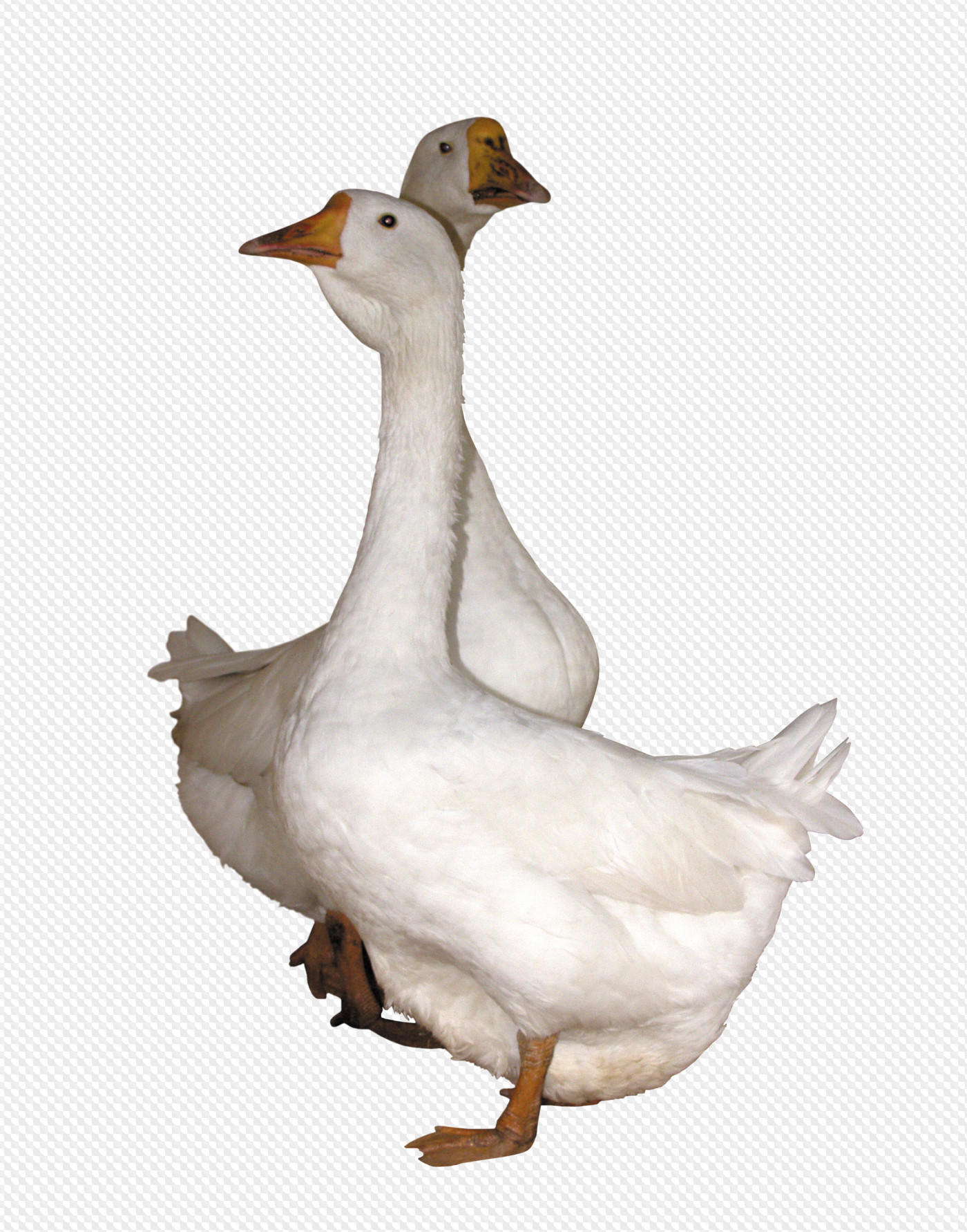 Geese PNG