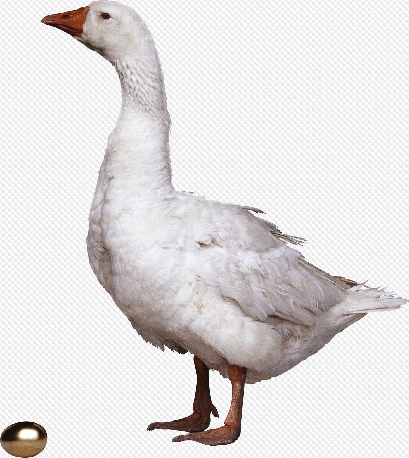 Geese PNG