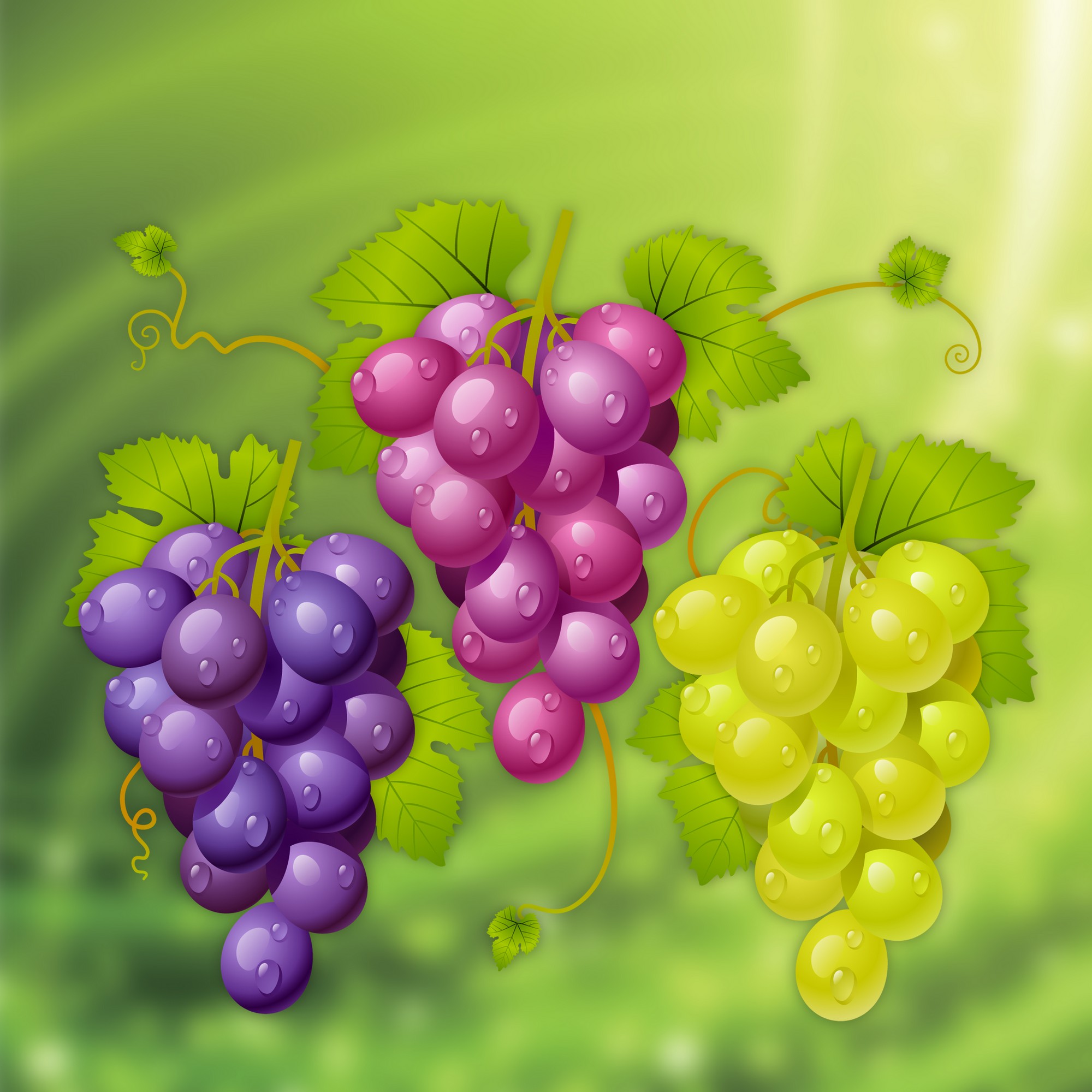 Fondos de Photoshop: PNG con fondo transparente, JPG con fondo verde ...